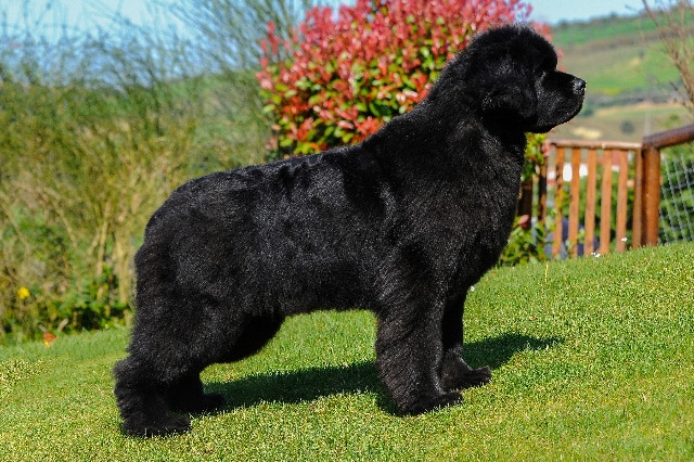 Newfoundland Dog: From Rugged Coasts to Loving Homes - Pets.xyz