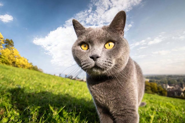 Chartreux: The Silent Blue Companion of the Cat World - Pets.xyz