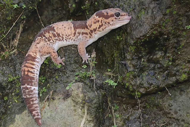 African Fat-tailed Gecko: The Nocturnal Jewel of West Africa - Pets.xyz