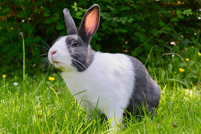 Dutch Rabbit: The Quintessential Symbol of Rabbit Elegance - Pets.xyz